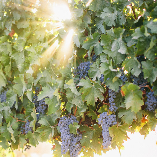 Our Story | Cupcake Vineyards